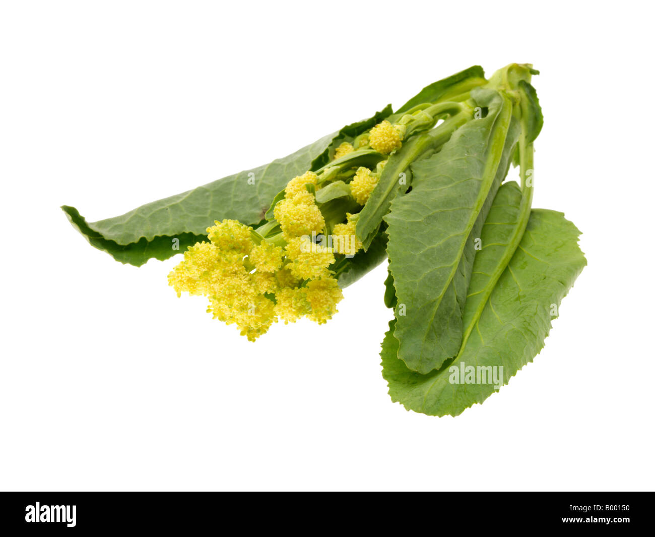 Fresh Ripe Natural Uncooked Golden Yellow Sprouting Broccoli Vegetable ...