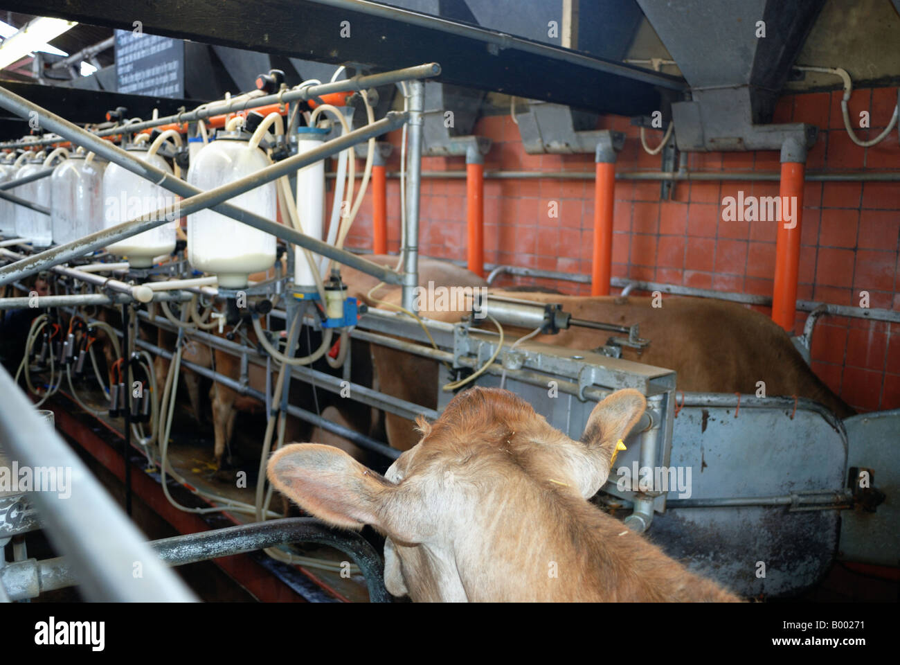 Milking cows on farm Stock Photo - Alamy