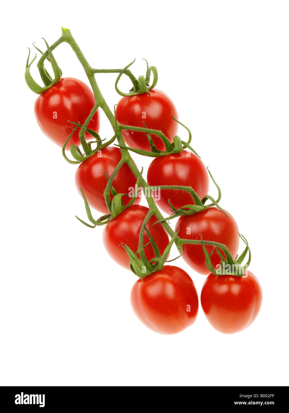 Vine Grown Tomatoes Stock Photo - Alamy