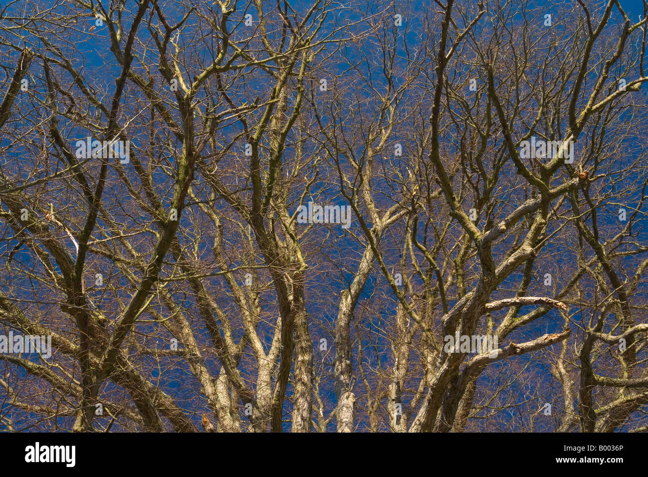 Tree with branches Stock Photo - Alamy