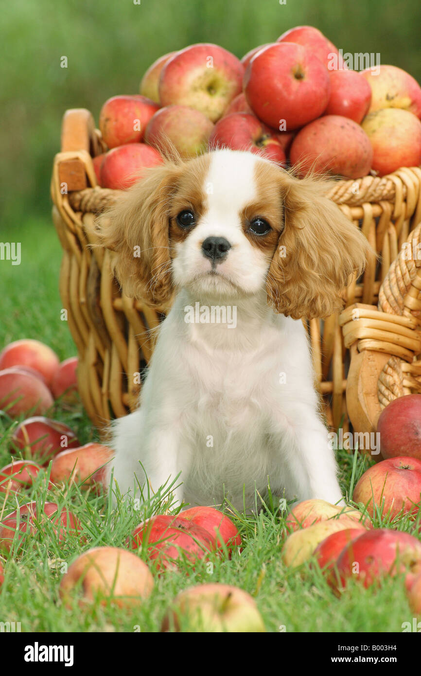 Cavalier King Charles Spaniel - puppy sitting between apples Stock ...