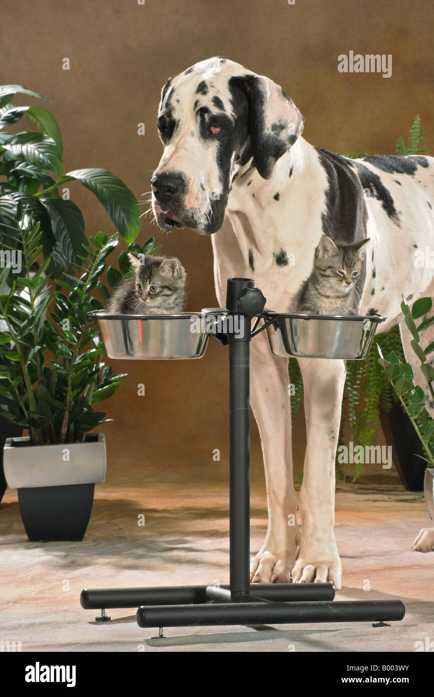 German boarhound hi-res stock photography and images - Alamy