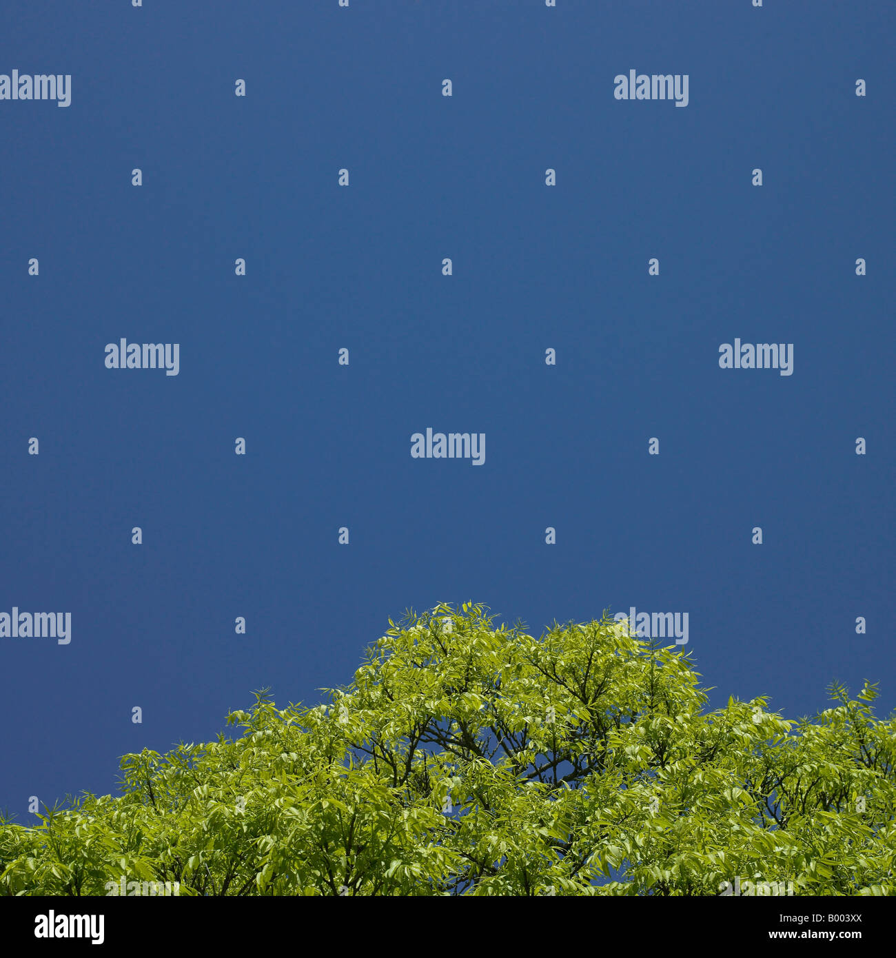 Spring tree hi-res stock photography and images - Alamy