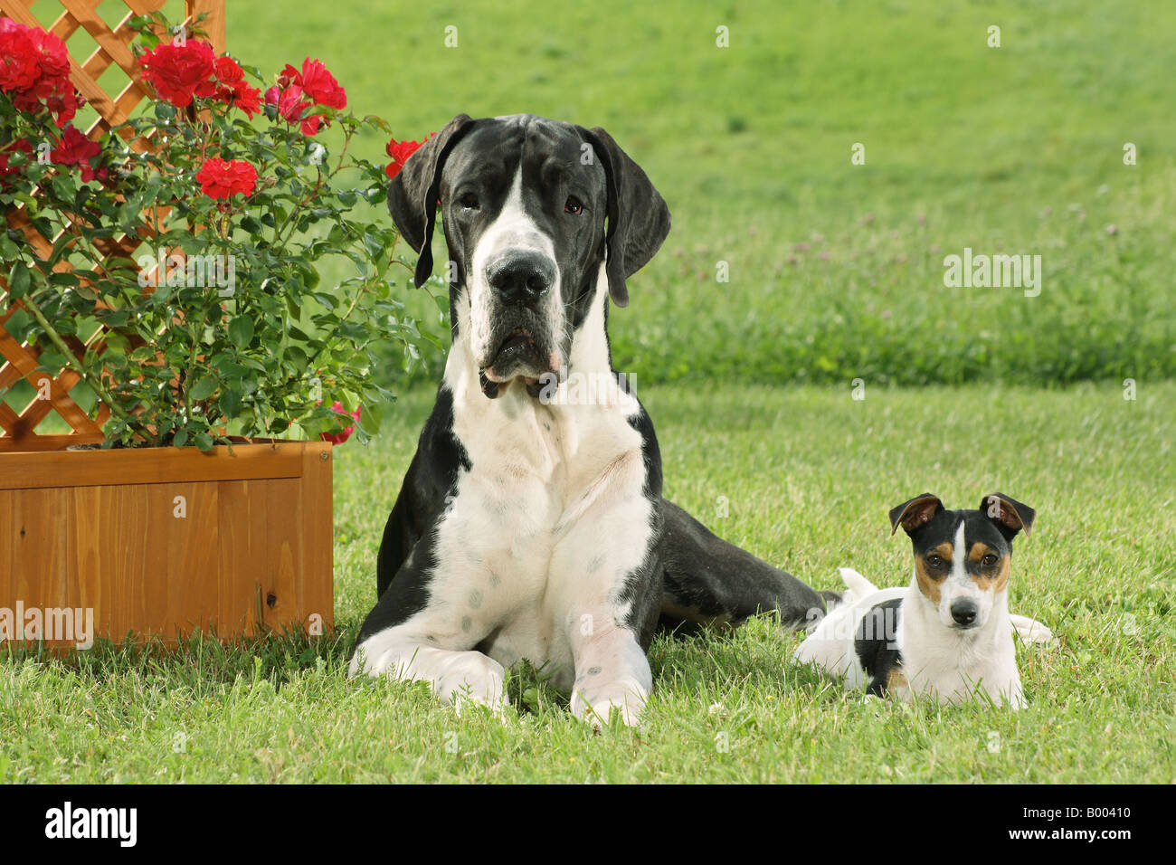 Great Dane and Jack Russell Terrier - lying on meadow Stock Photo - Alamy