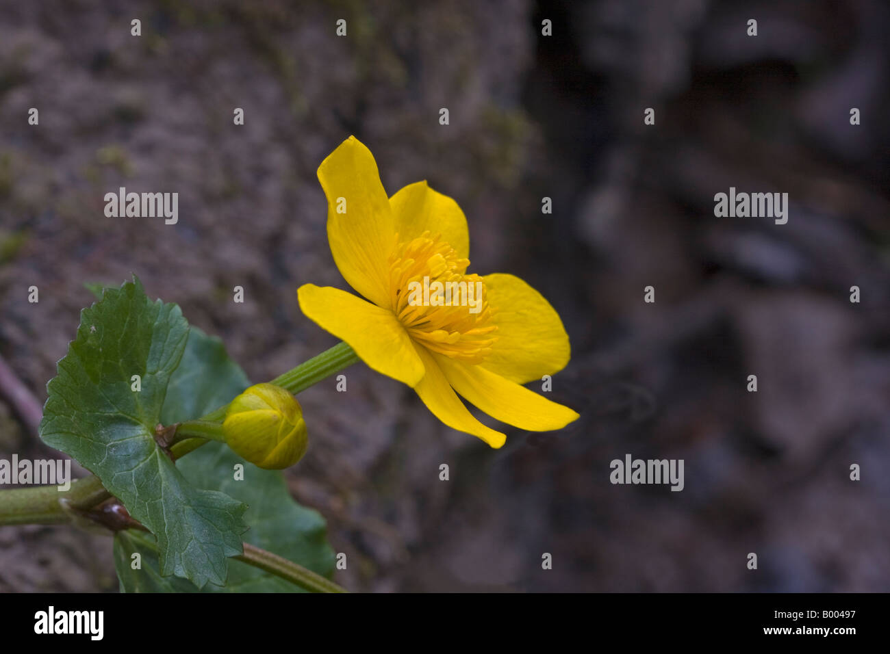 Marsh marigold flower hi-res stock photography and images - Alamy