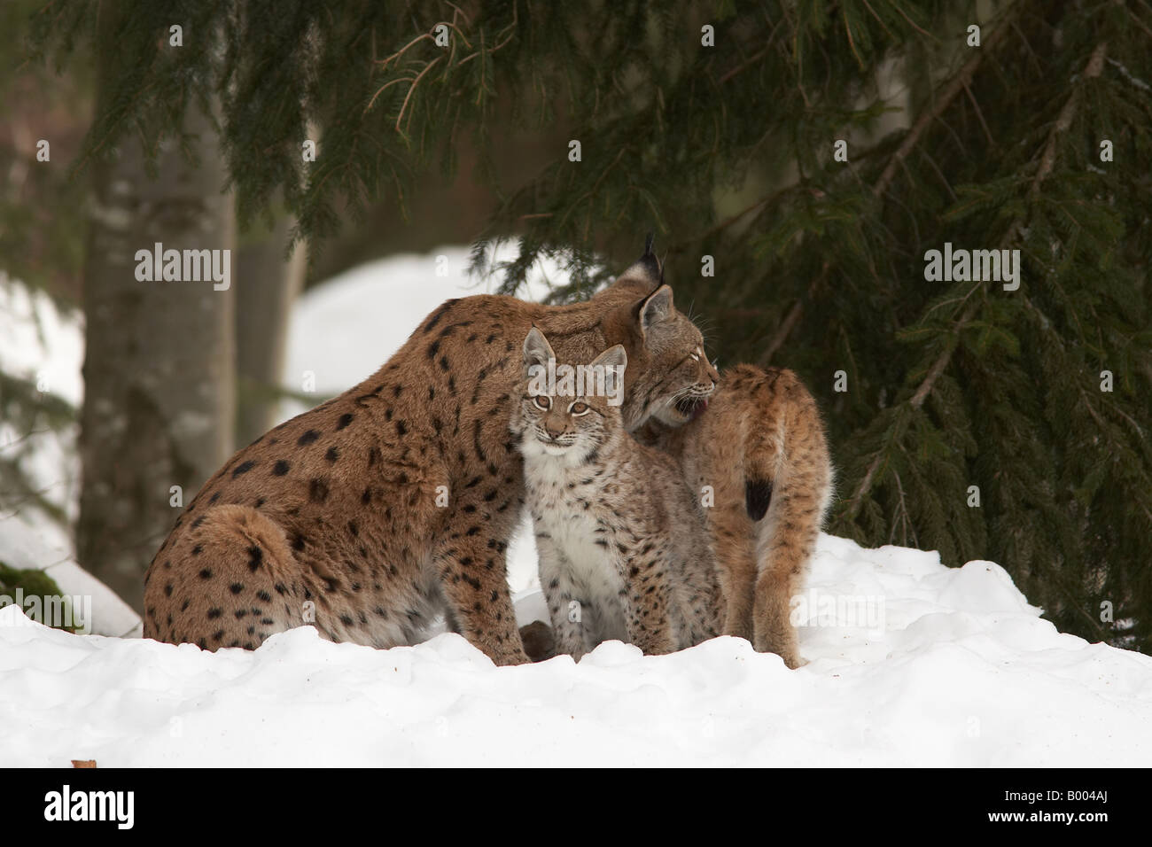 Eurasian Lynx Lynx lynx Bavarian forest Germany mother cleaning her ...