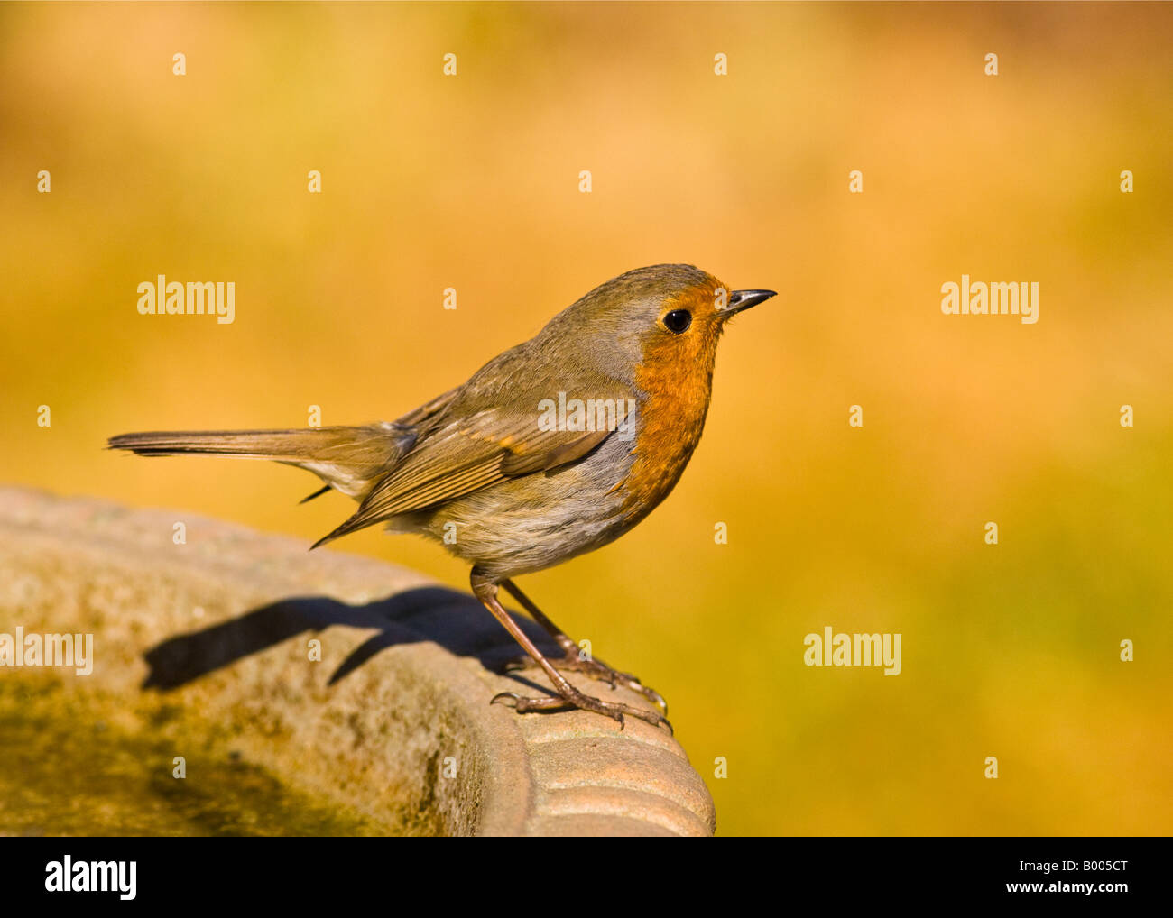Robin bird bath hi-res stock photography and images - Alamy