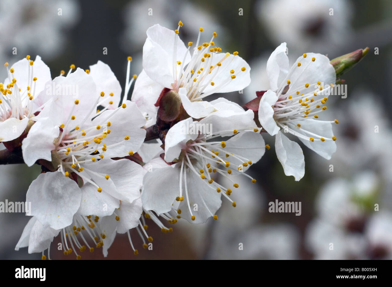 Prime twig hi-res stock photography and images - Alamy
