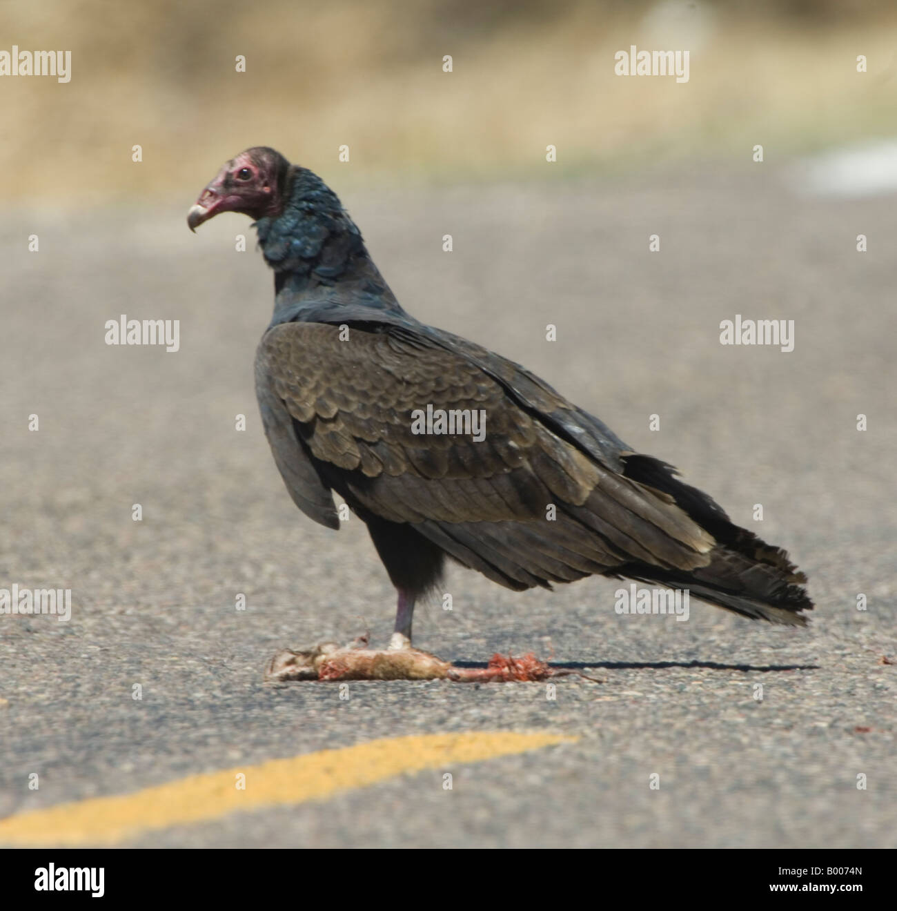 Turkey Vulture Cathartes aura Arizona USA Stock Photo - Alamy
