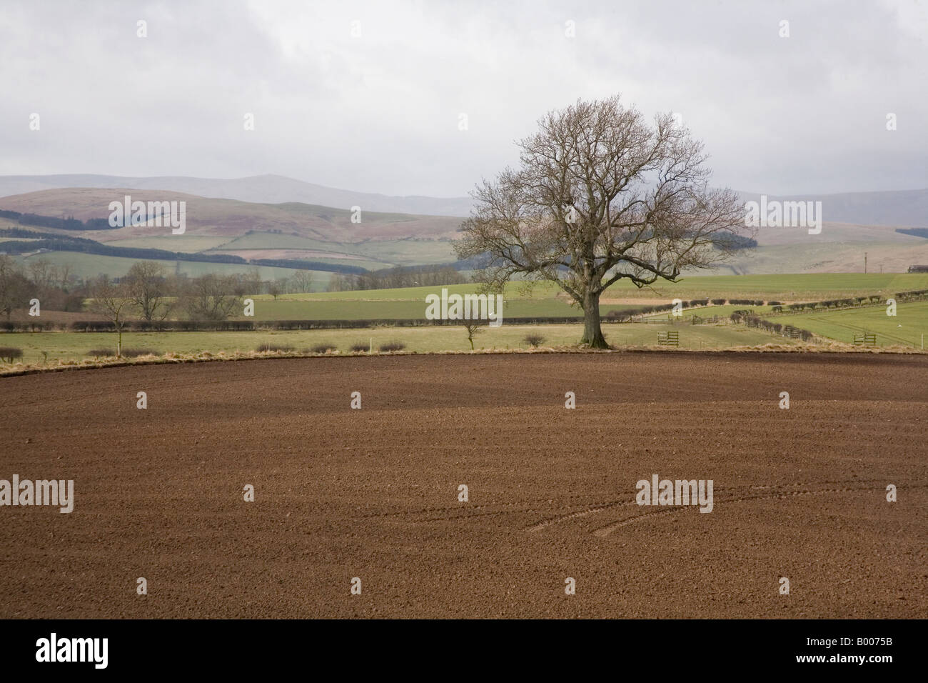 Rural farm fields near glanton northumberland hi-res stock photography ...