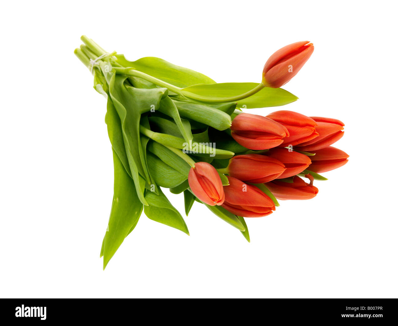Beautiful white flowers red stems Cut Out Stock Images & Pictures - Alamy