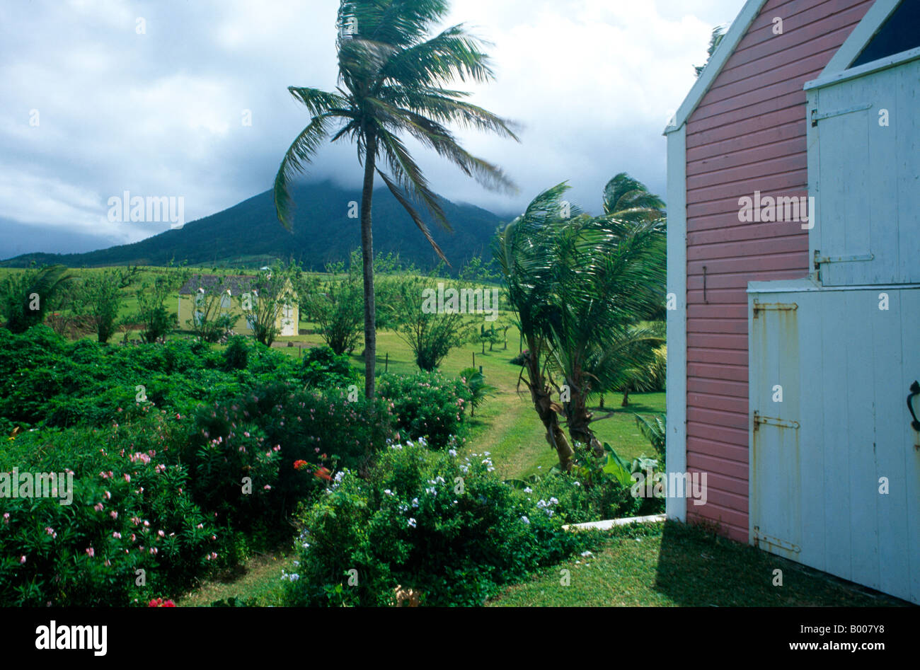 Rawlins Plantation St Kitts Barn wind Blowing Palm Trees Stock Photo ...