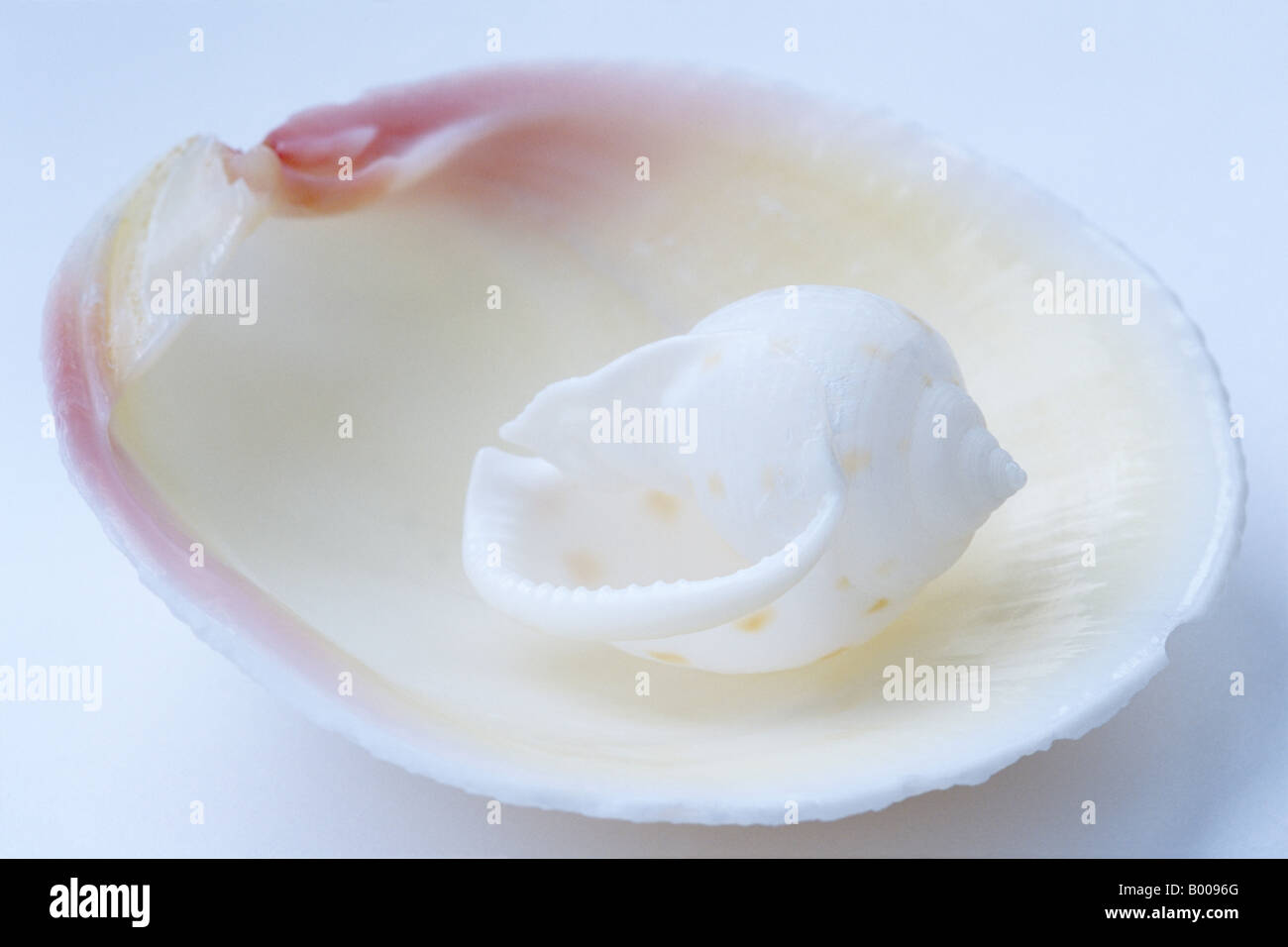 Shell Still Life Stock Photo - Alamy