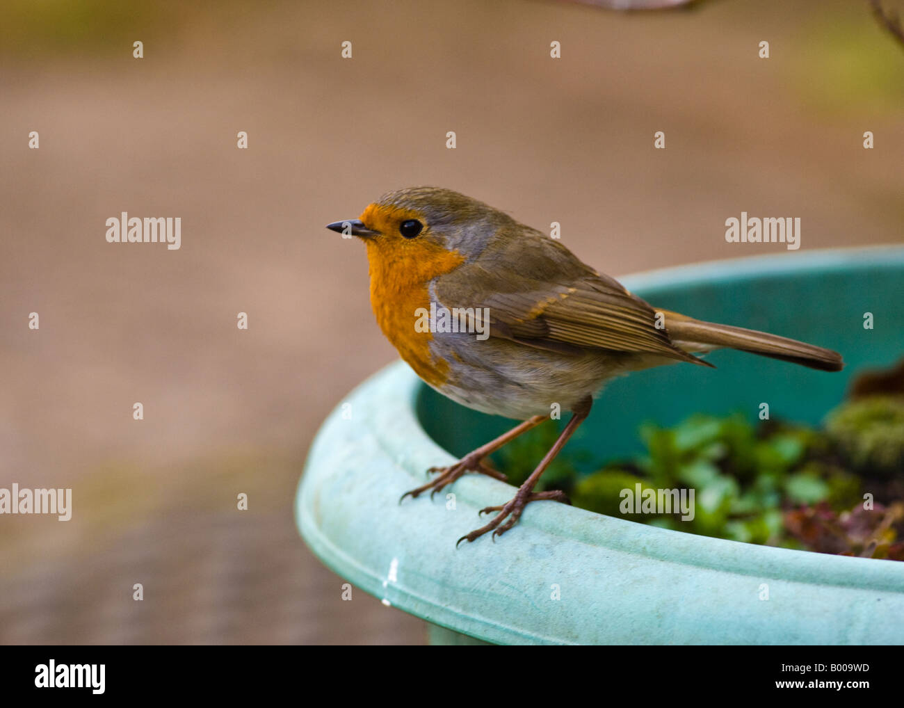 European Robin on plant pot Stock Photo - Alamy