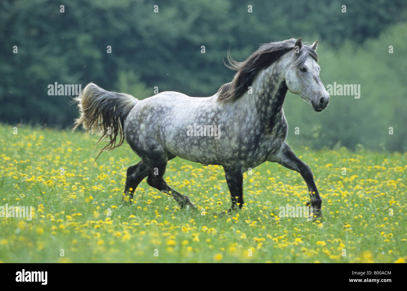Connemara Pony (Equus caballus). Stallion trotting on a flowering ...