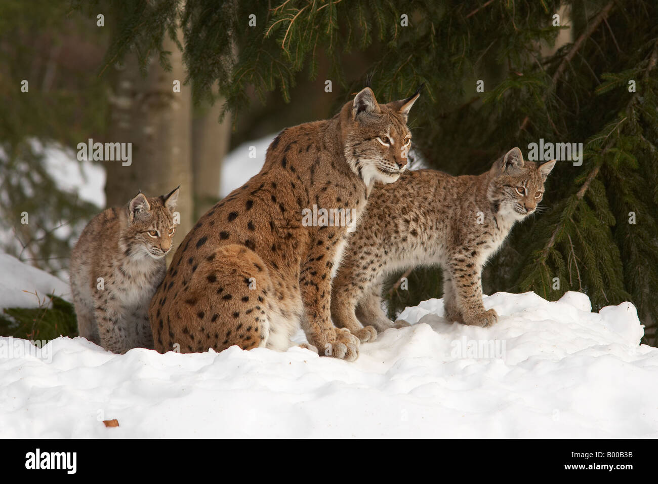 Eurasian Lynx Lynx lynx Bavarian forest Germany mother with cub in the ...