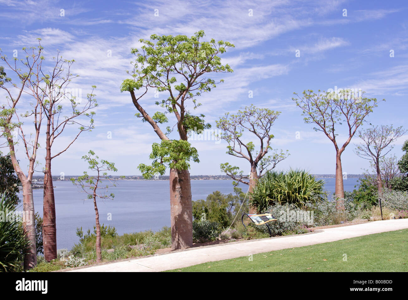 Adansonia Gregorii High Resolution Stock Photography and Images - Alamy