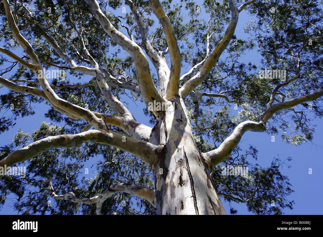 The Queen's tree Stock Photo - Alamy