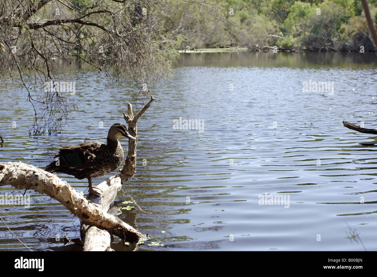 Canning River Regional Park near Perth, Western Australia Stock Photo ...