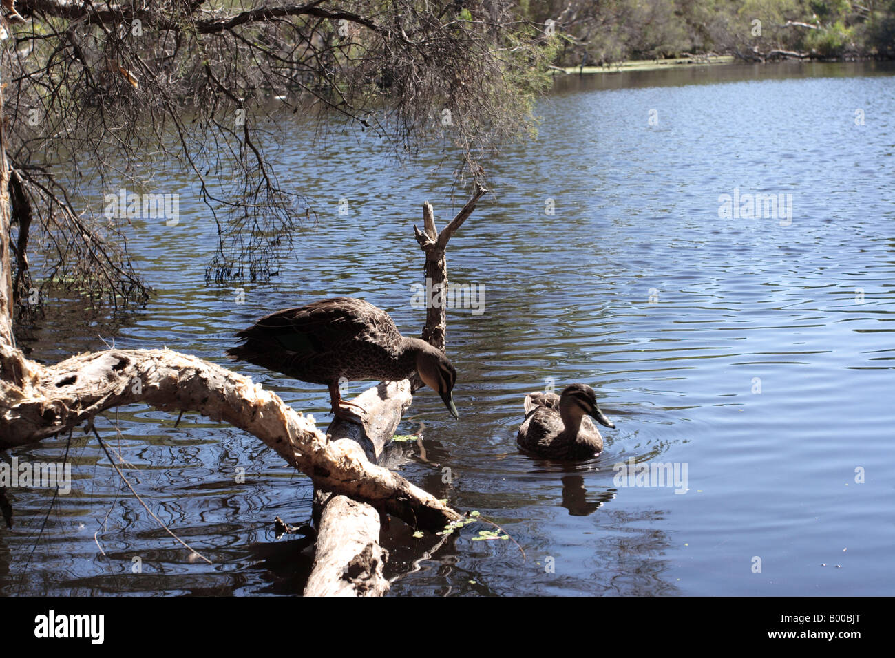 Canning River Regional Park near Perth, Western Australia Stock Photo ...