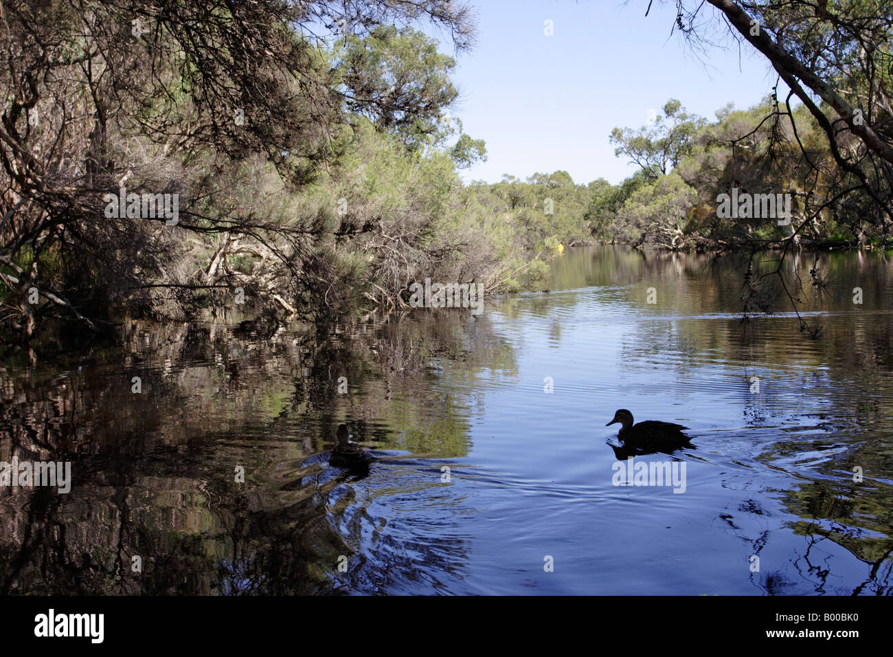 Canning River Regional Park, Western Australia Stock Photo - Alamy