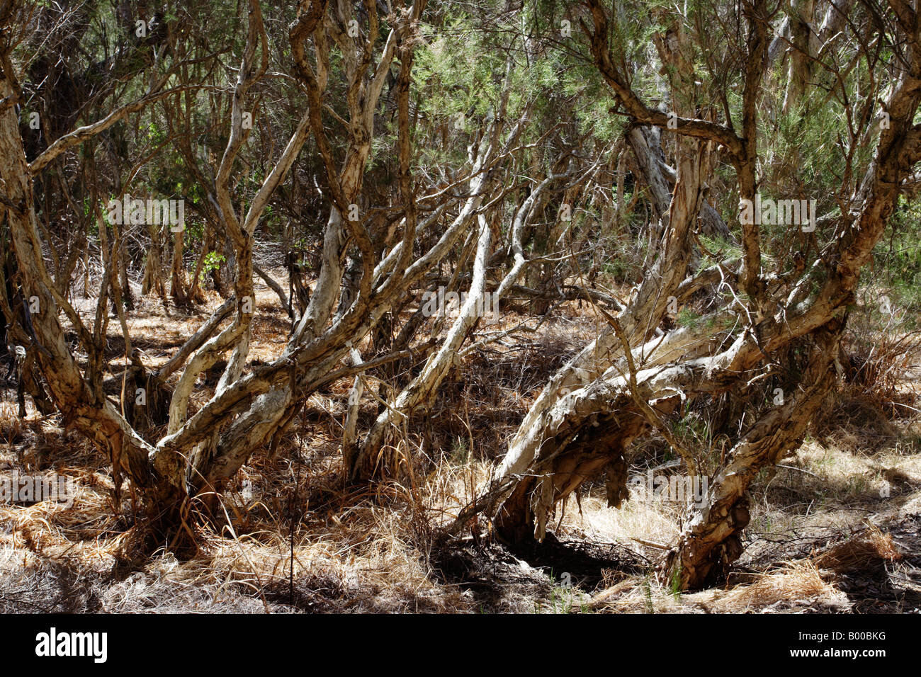 Paperbark trees (Melaleuca rhaphiophylia) at Canning River Regional ...