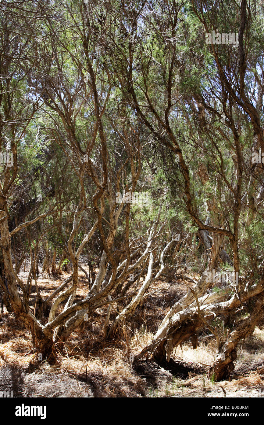 Paperbark trees (Melaleuca rhaphiophylia) at Canning River Regional ...