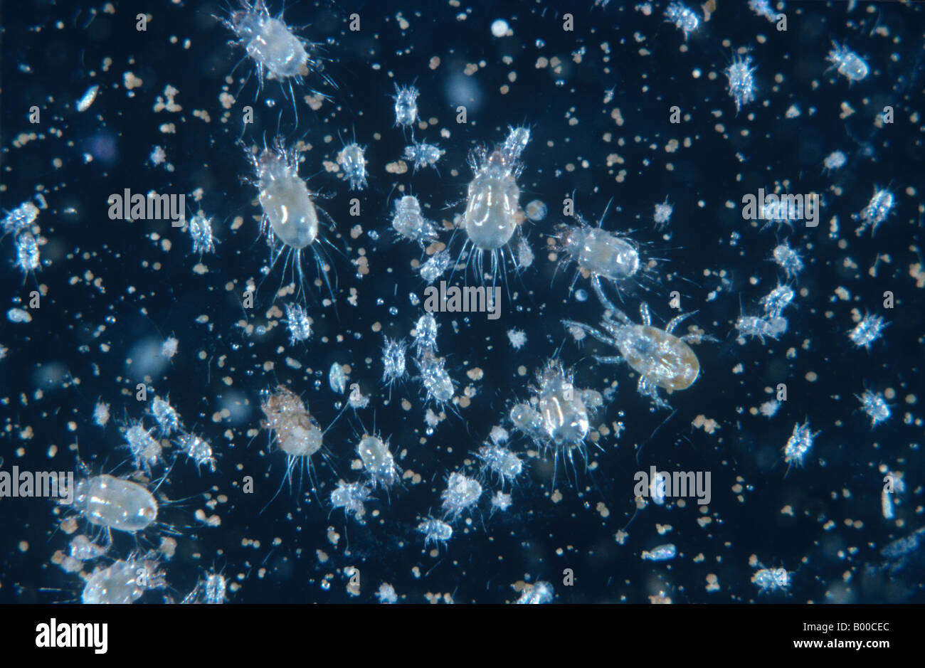 Grain mite Tyrophagus putrescentiae mites with predator mites Stock ...