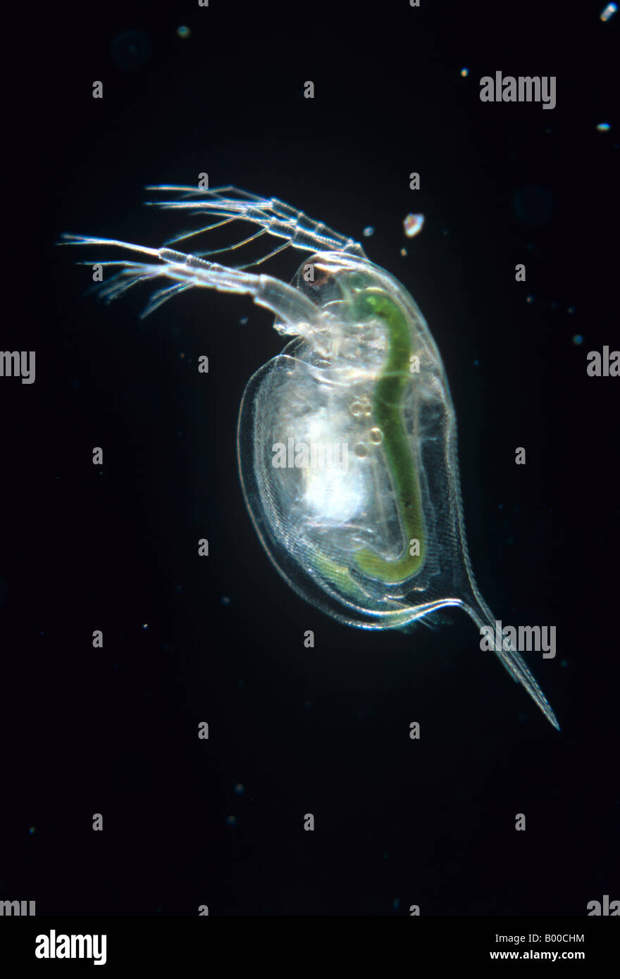 Water flea Daphnia magna neonate Stock Photo - Alamy