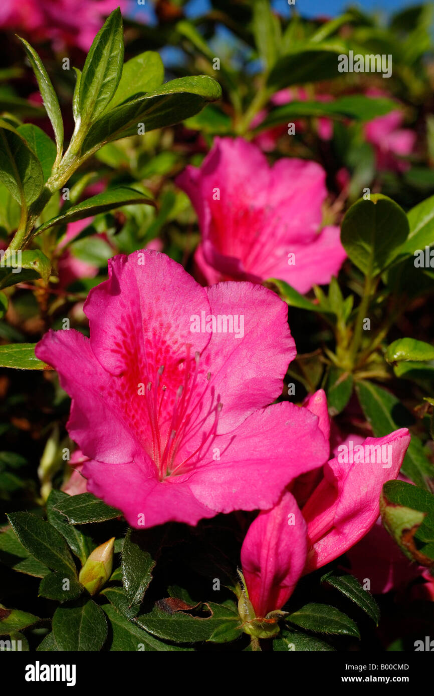Azaleas blooming in Azores islands, Portugal Stock Photo - Alamy
