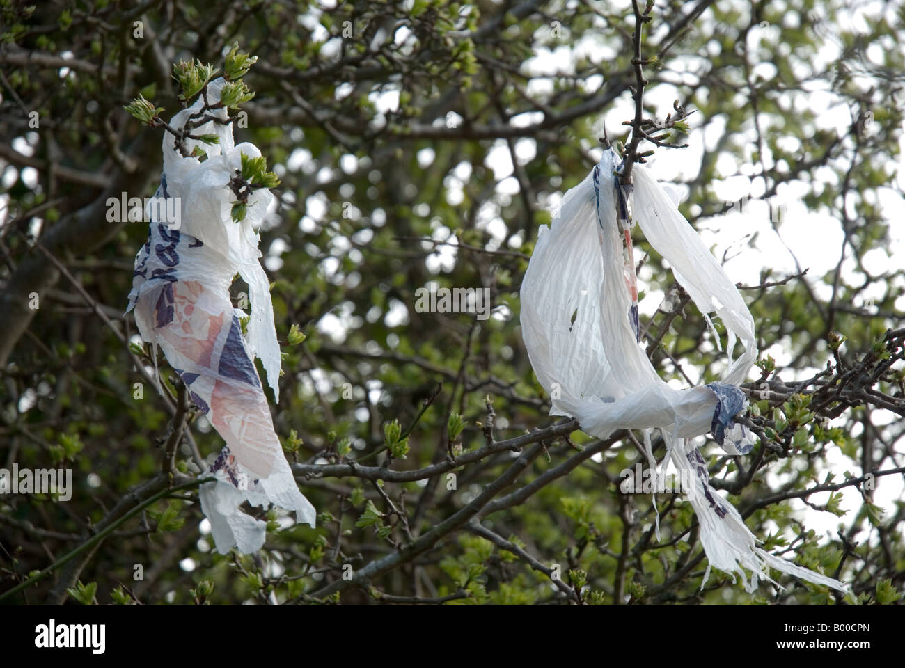 The carrier tree hi-res stock photography and images - Alamy