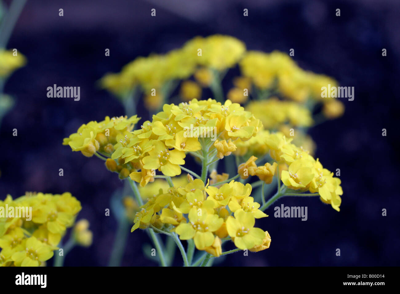 Alpine alyssum hi-res stock photography and images - Alamy