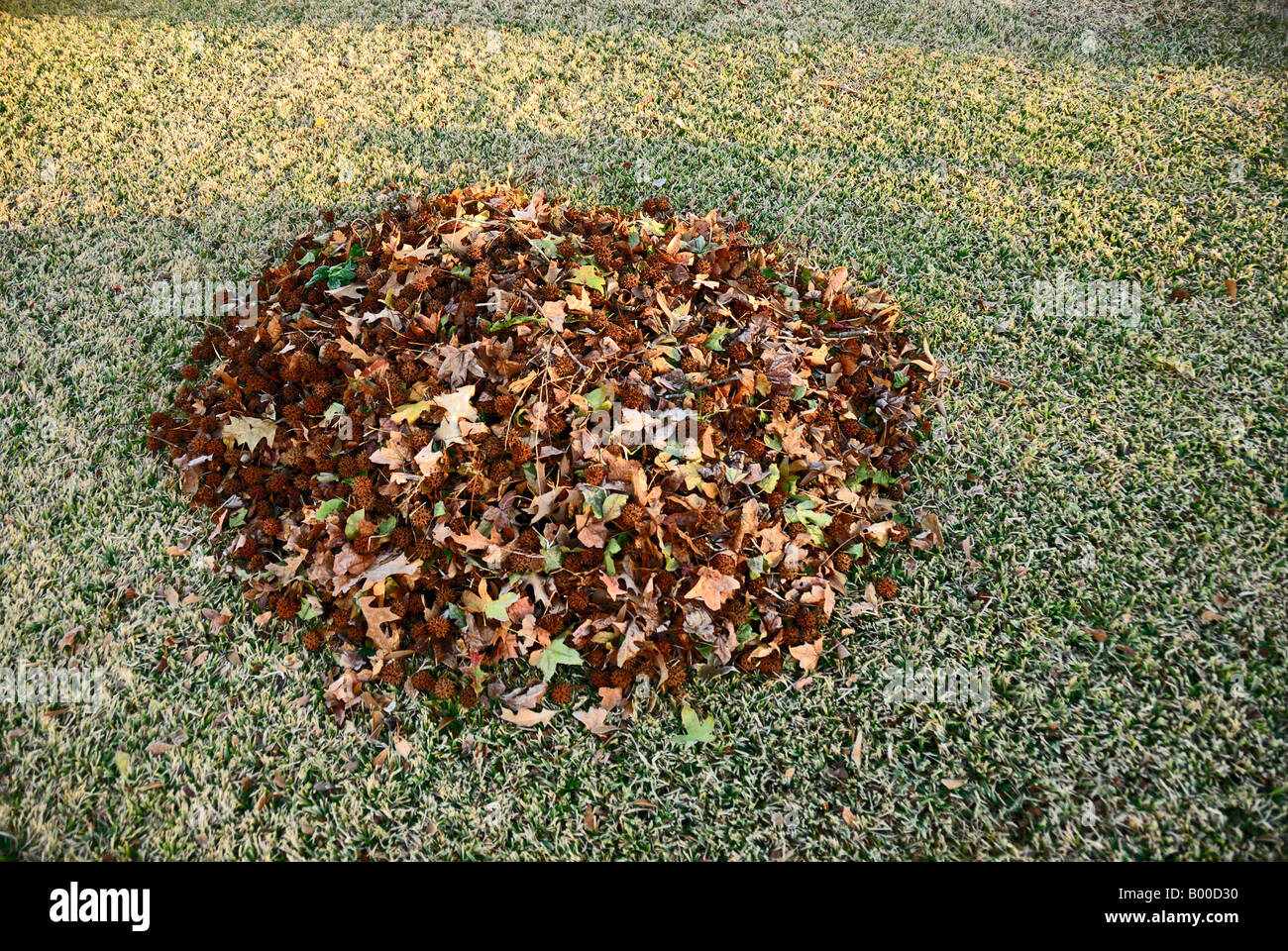 fall leaves raked into a pile Stock Photo - Alamy