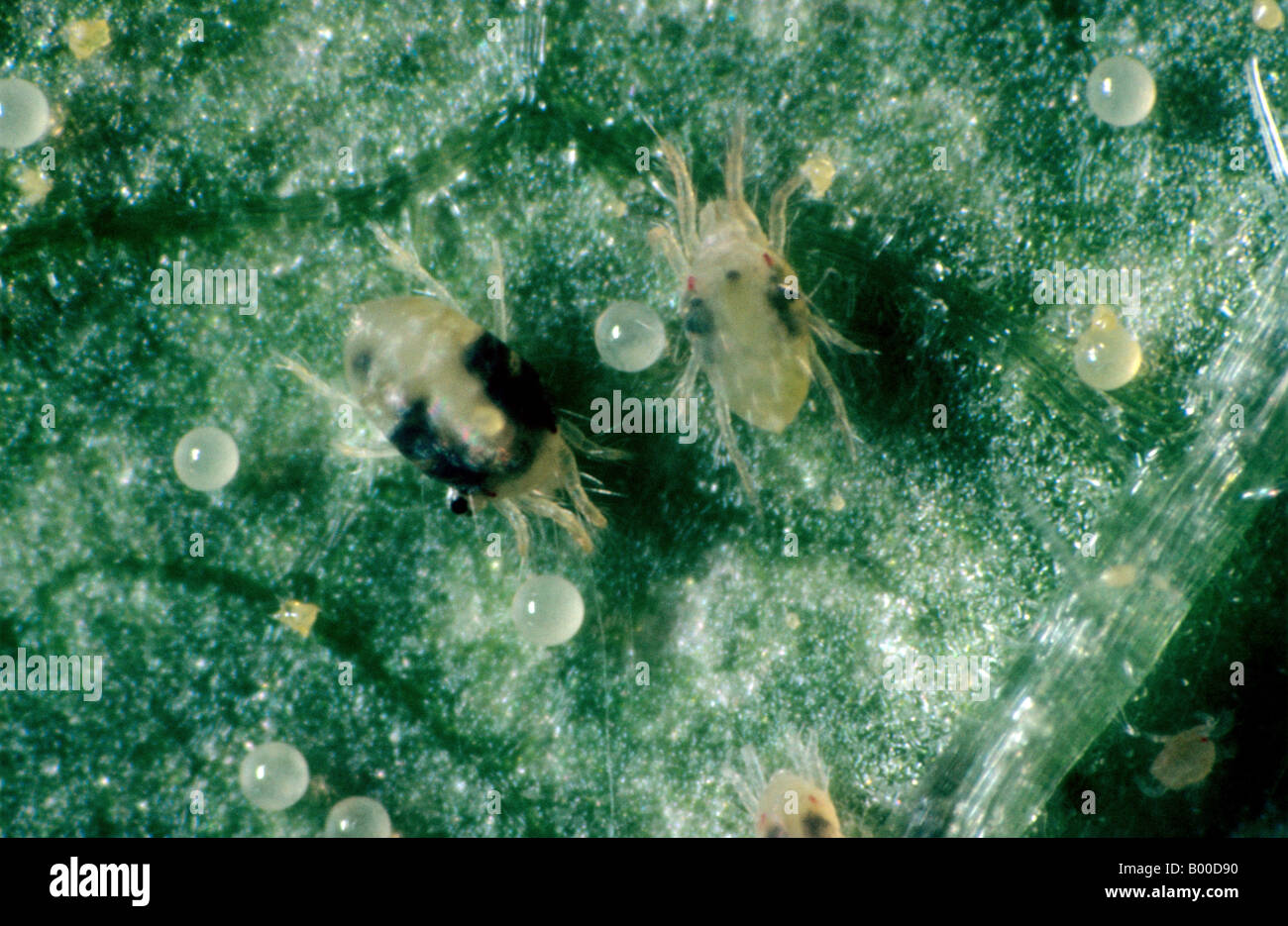 Two spotted spider mites Tetranychus urticae female pests on a leaf ...