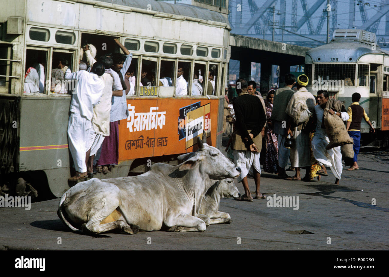 Calcutta(Kolkata) Cows wait at bus stops as the people get on and off ...