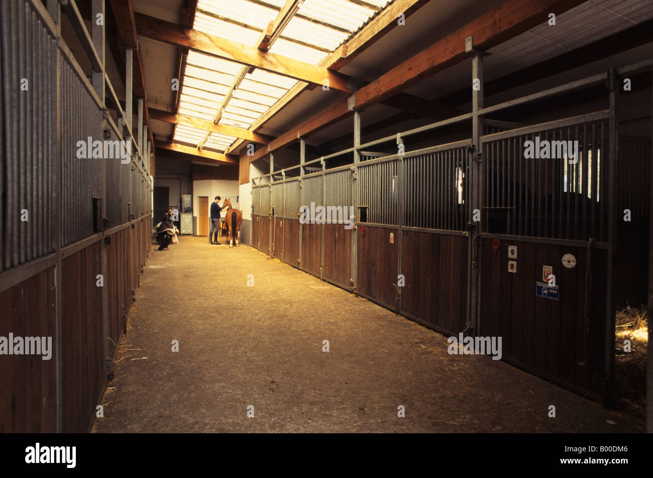 Domestic Horse (Equus caballus), box stall Stock Photo - Alamy