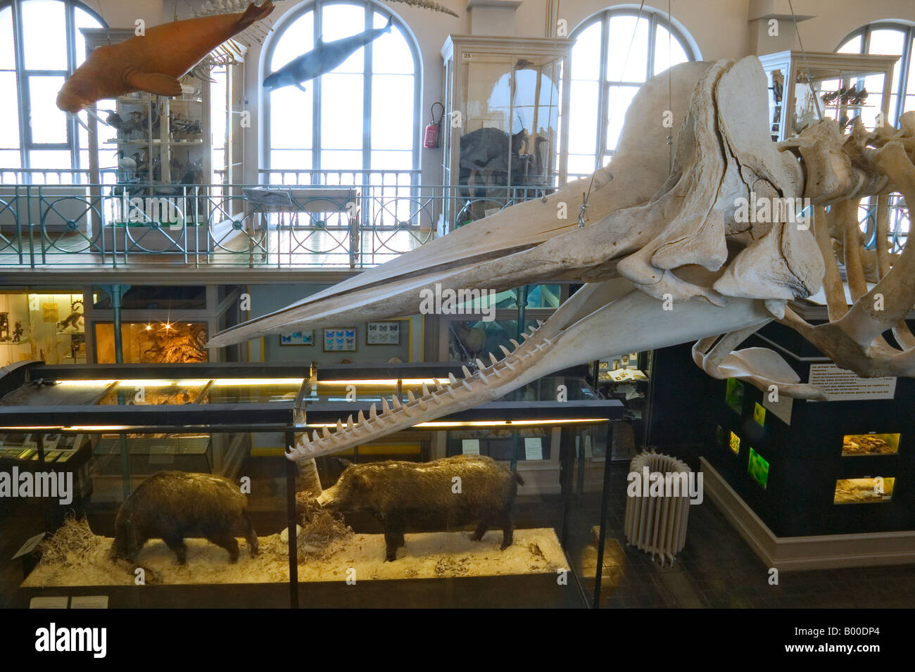 NATURAL HISTORY MUSEUM - LILLE - NORD - FRANCE Stock Photo - Alamy