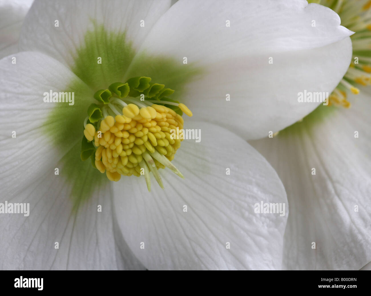 Rose wheel hi-res stock photography and images - Alamy