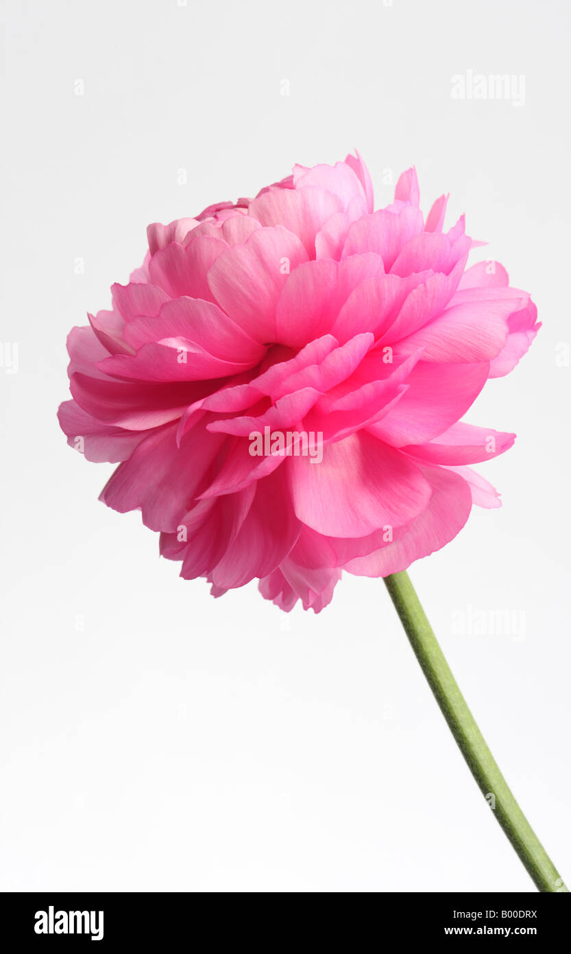 Ranunculus asiaticus, Persian buttercup, double flower Stock Photo - Alamy