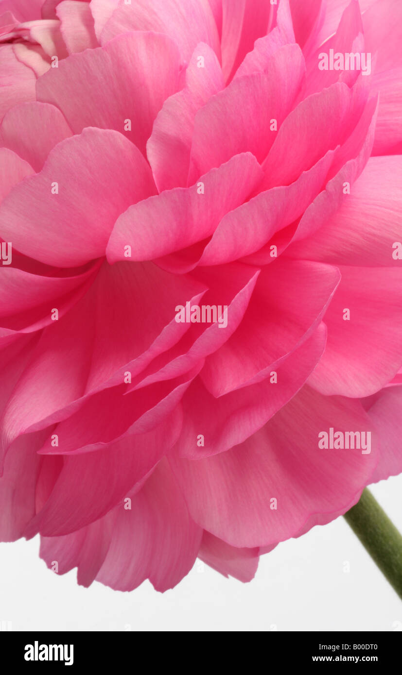 Ranunculus asiaticus, Persian buttercup, double flower Stock Photo - Alamy