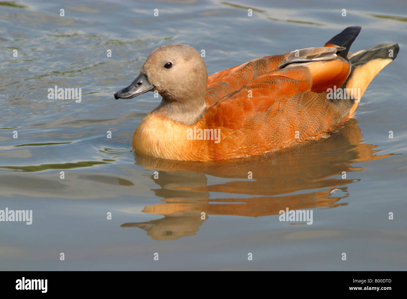 South African Shelduck, Tadorna cana Stock Photo - Alamy