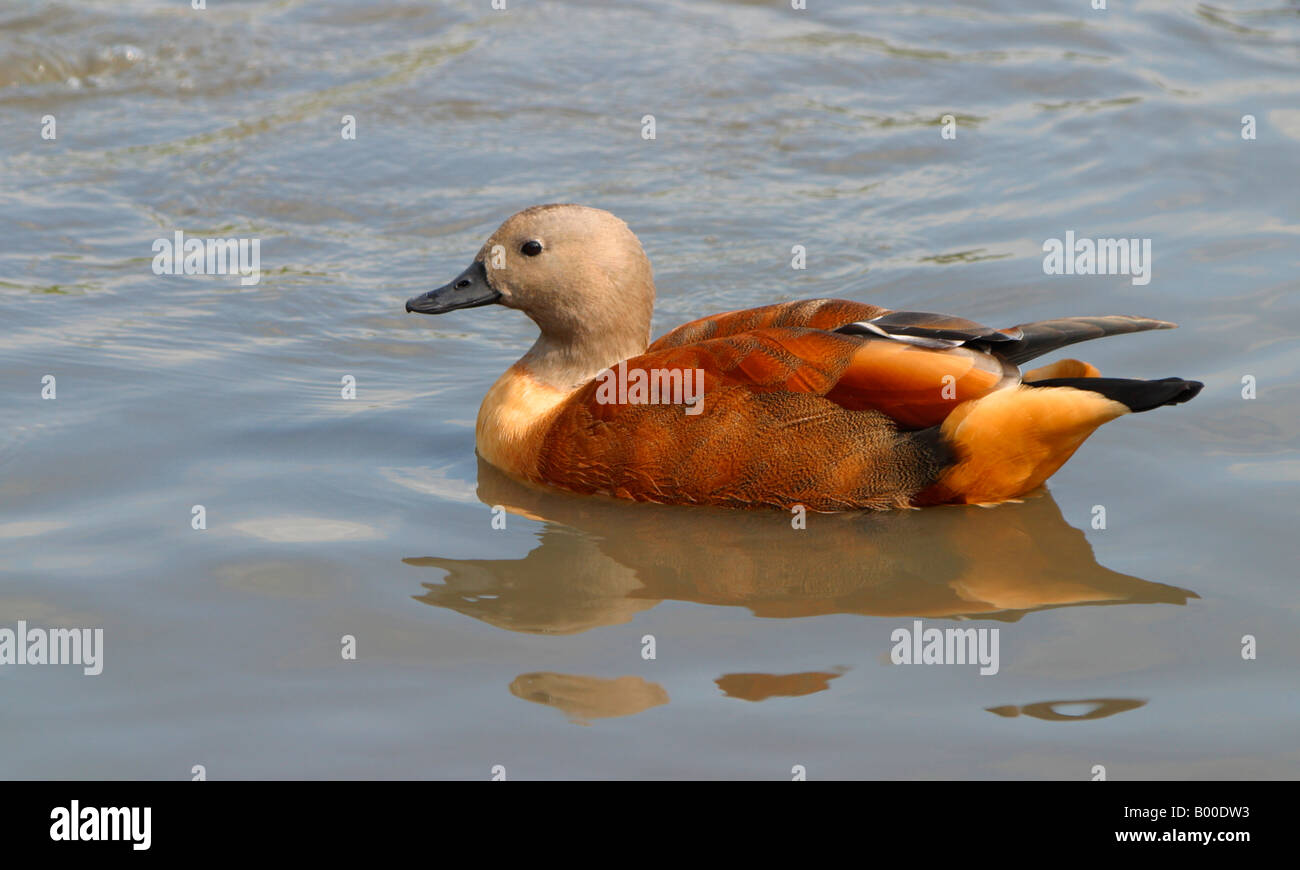 African shelduck male hi-res stock photography and images - Alamy