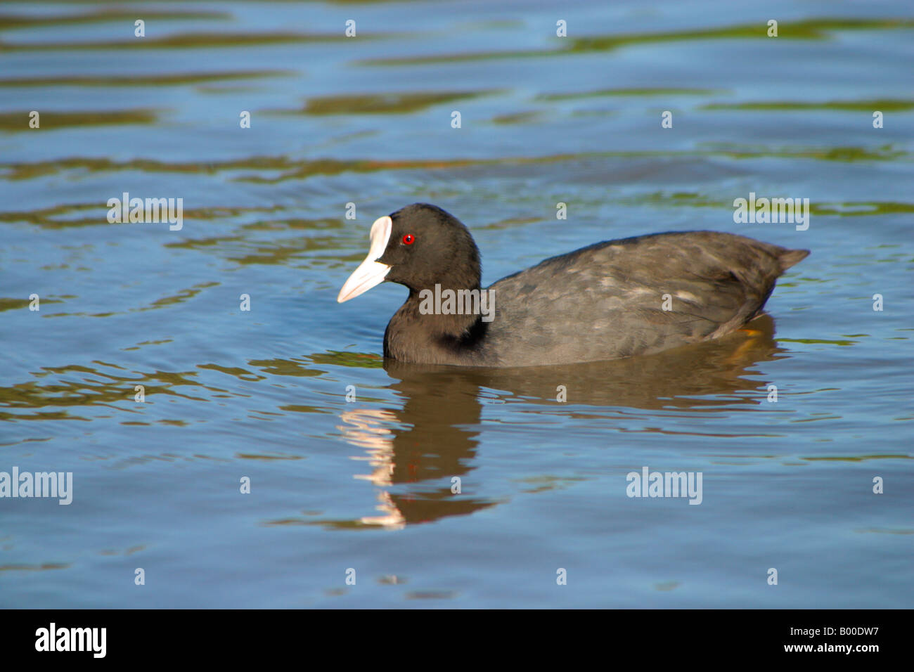 White bill hi-res stock photography and images - Alamy