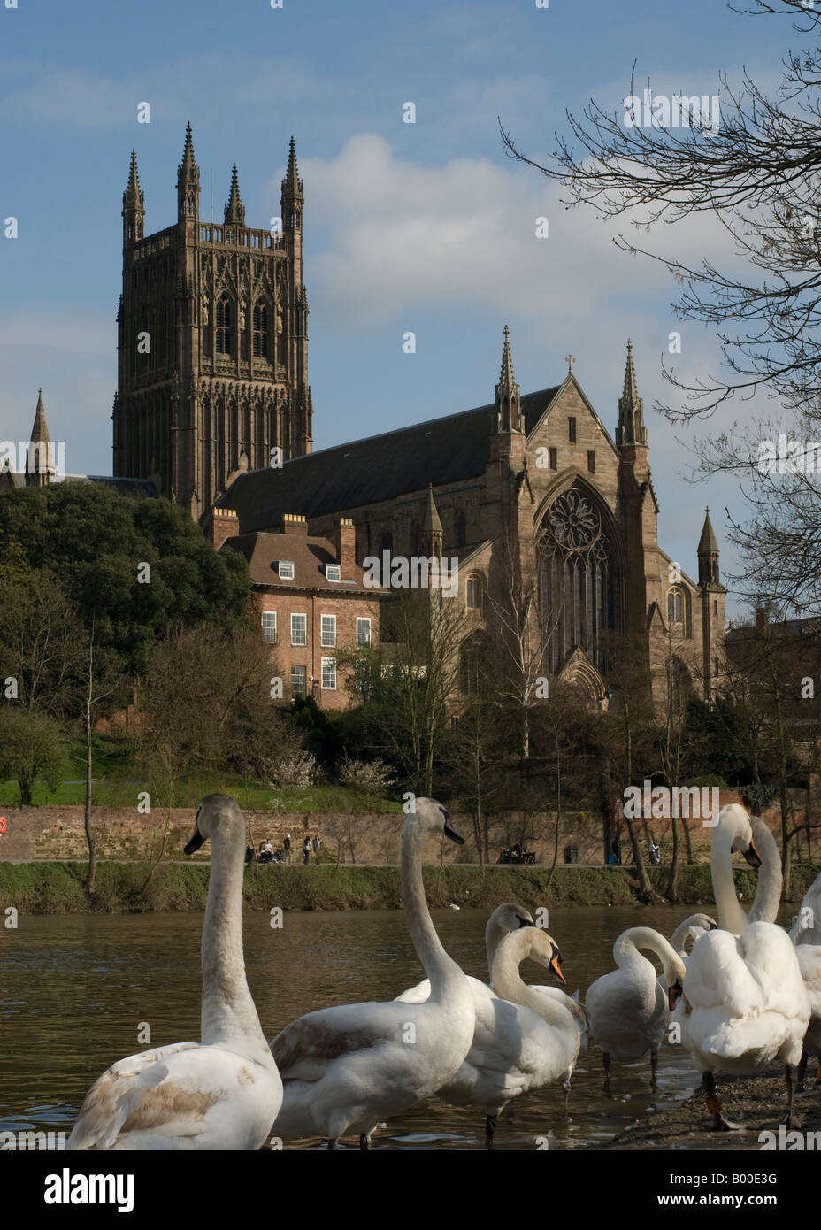 Worcester swans hi-res stock photography and images - Alamy