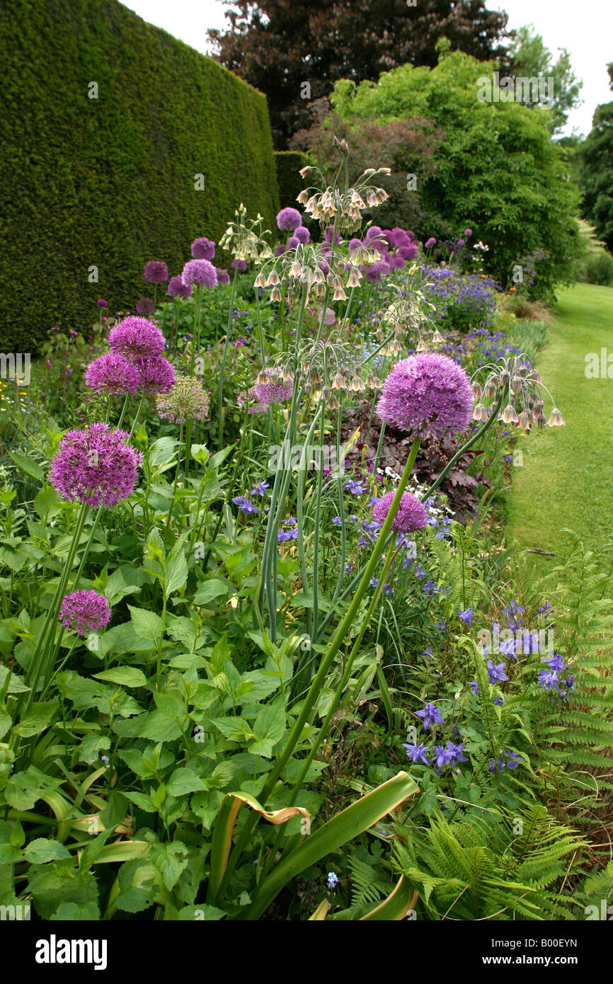 Oxfordshire Alkerton Brook Cottage Gardens alliums in herbaceous border ...