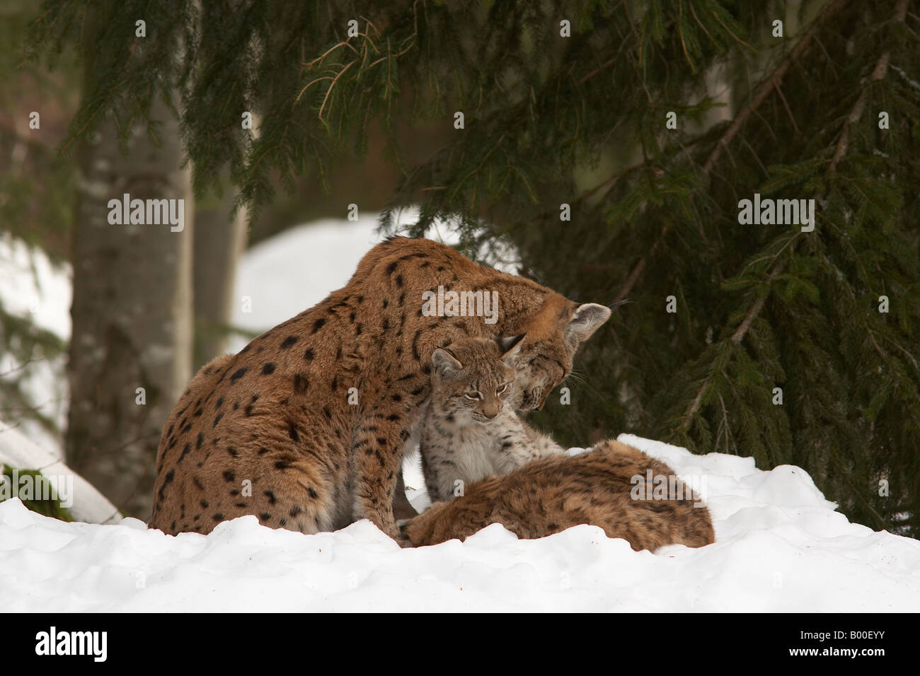 Eurasian Lynx Lynx lynx Bavarian forest Germany mother cleaning her ...