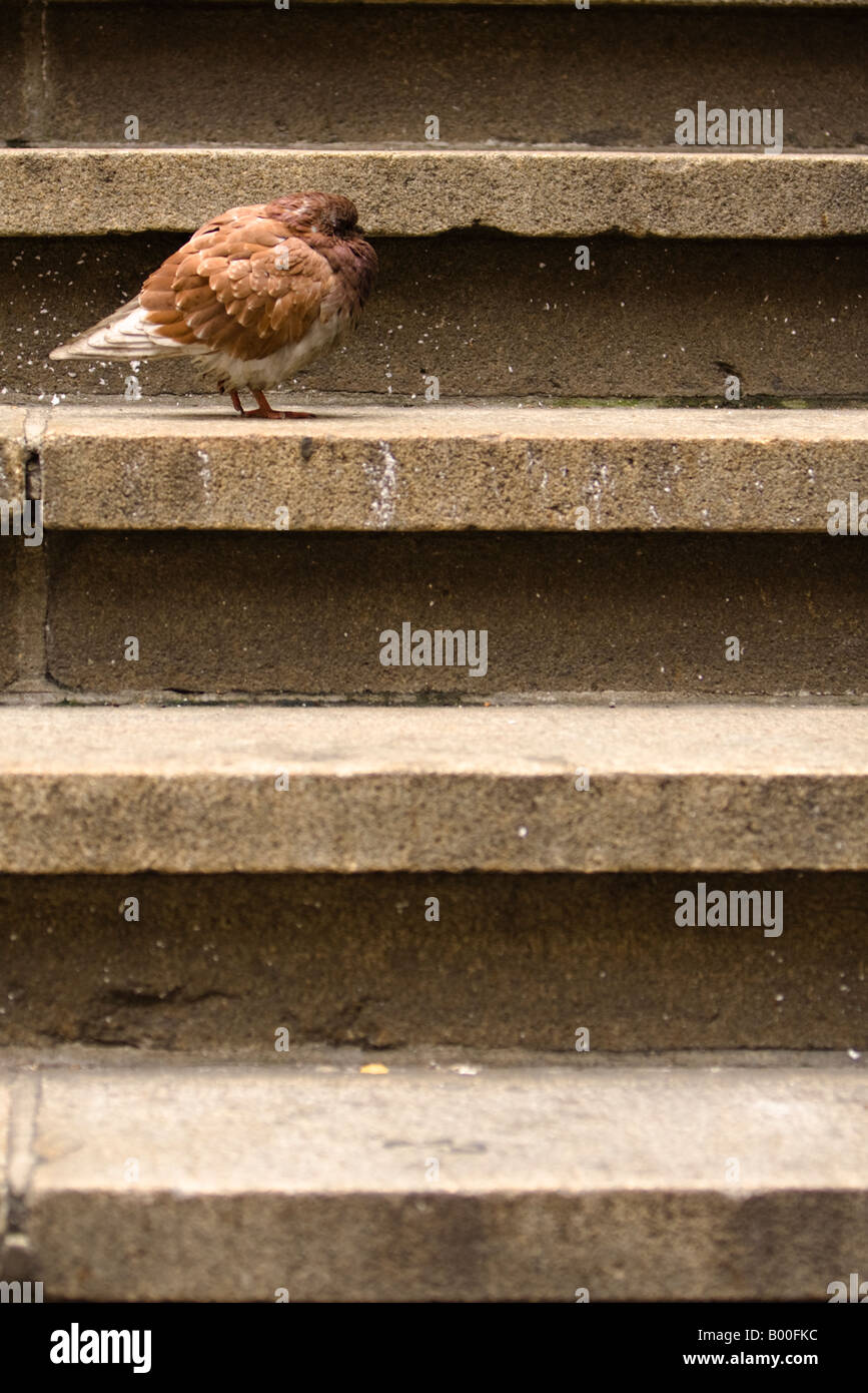Puffy pigeon hi-res stock photography and images - Alamy