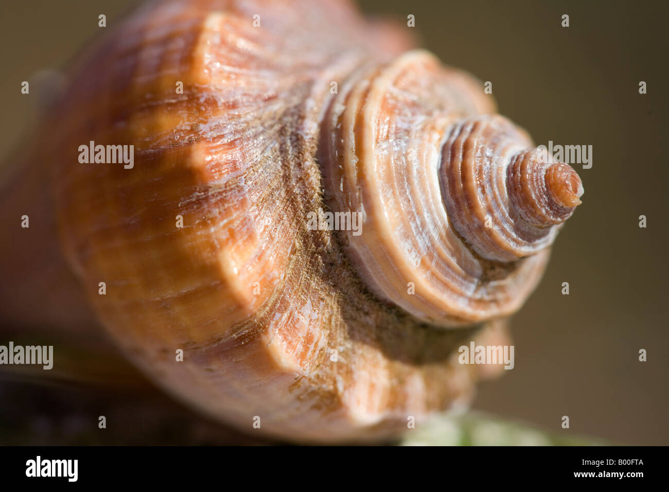Screw sea shell hi-res stock photography and images - Alamy