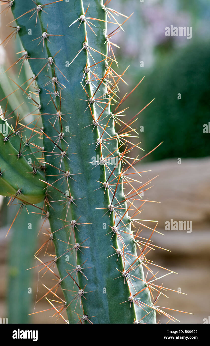 Cereus validus hi-res stock photography and images - Alamy