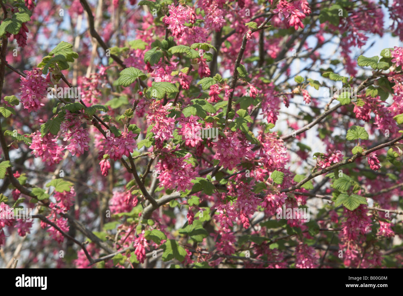 Blossom of wild red currant bush Stock Photo - Alamy